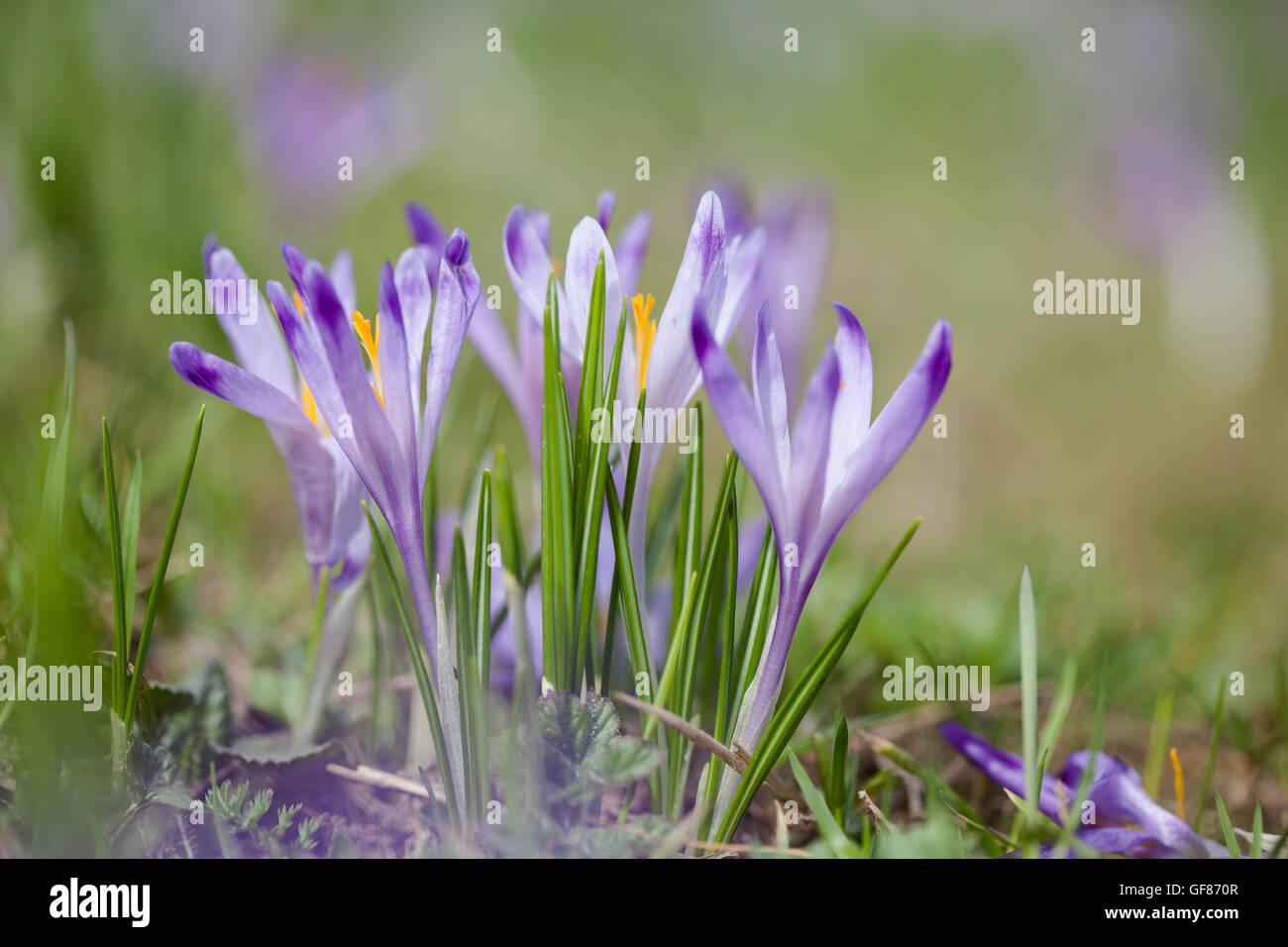 Beautiful crocus flowers during spring in polish Tatry mountains ...