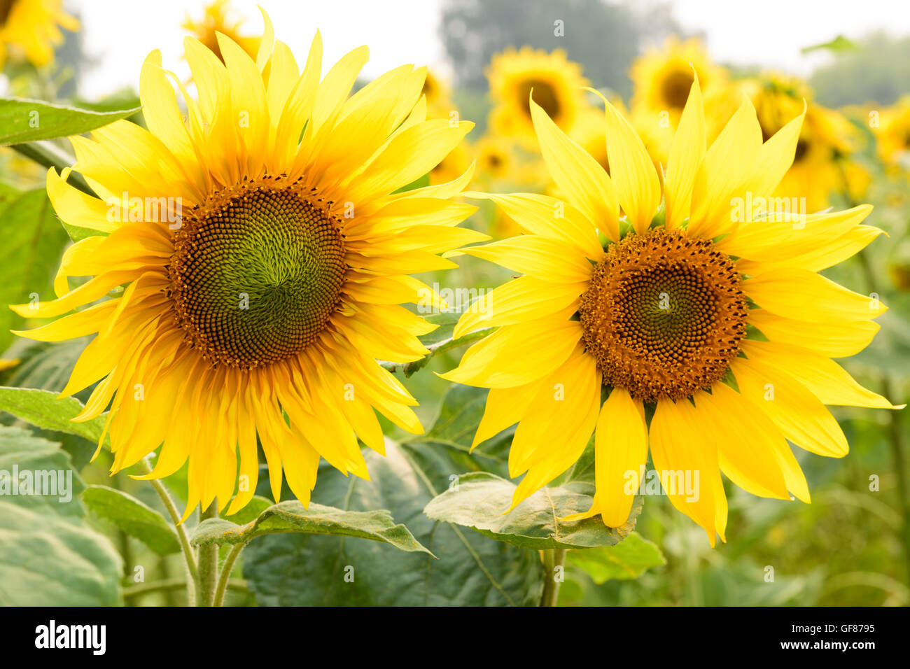 Beautiful blooming sunflowers hi-res stock photography and images - Alamy