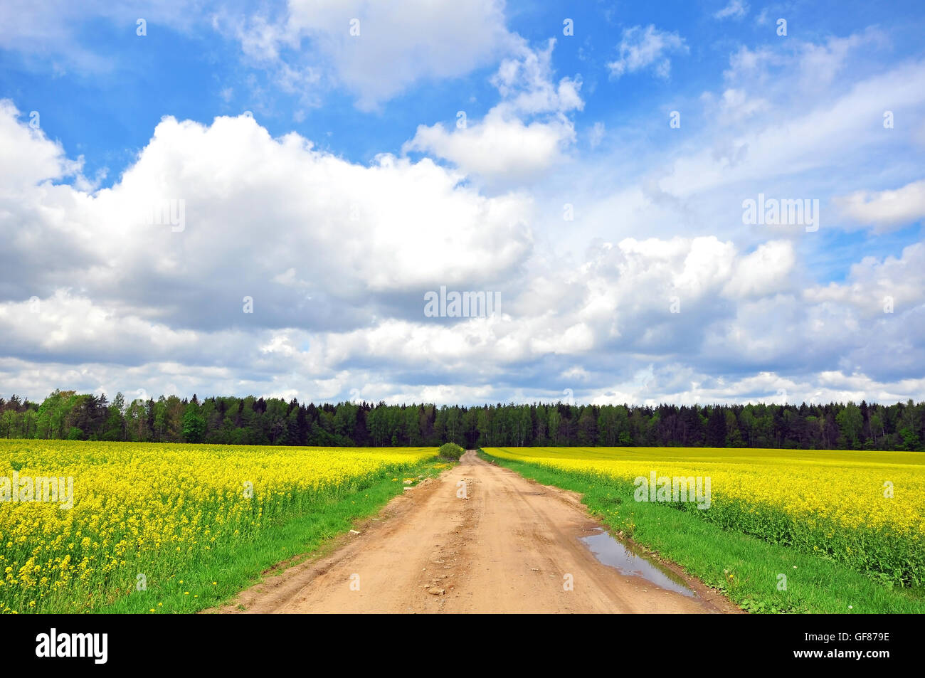 Country road in blooming field Stock Photo - Alamy