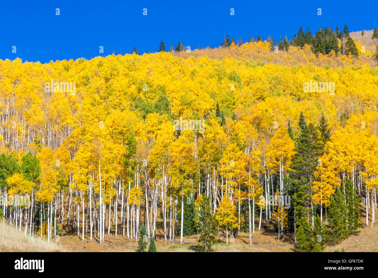 Vibrant aspen trees off the old Vail Pass, where hikers and bicyclists ...