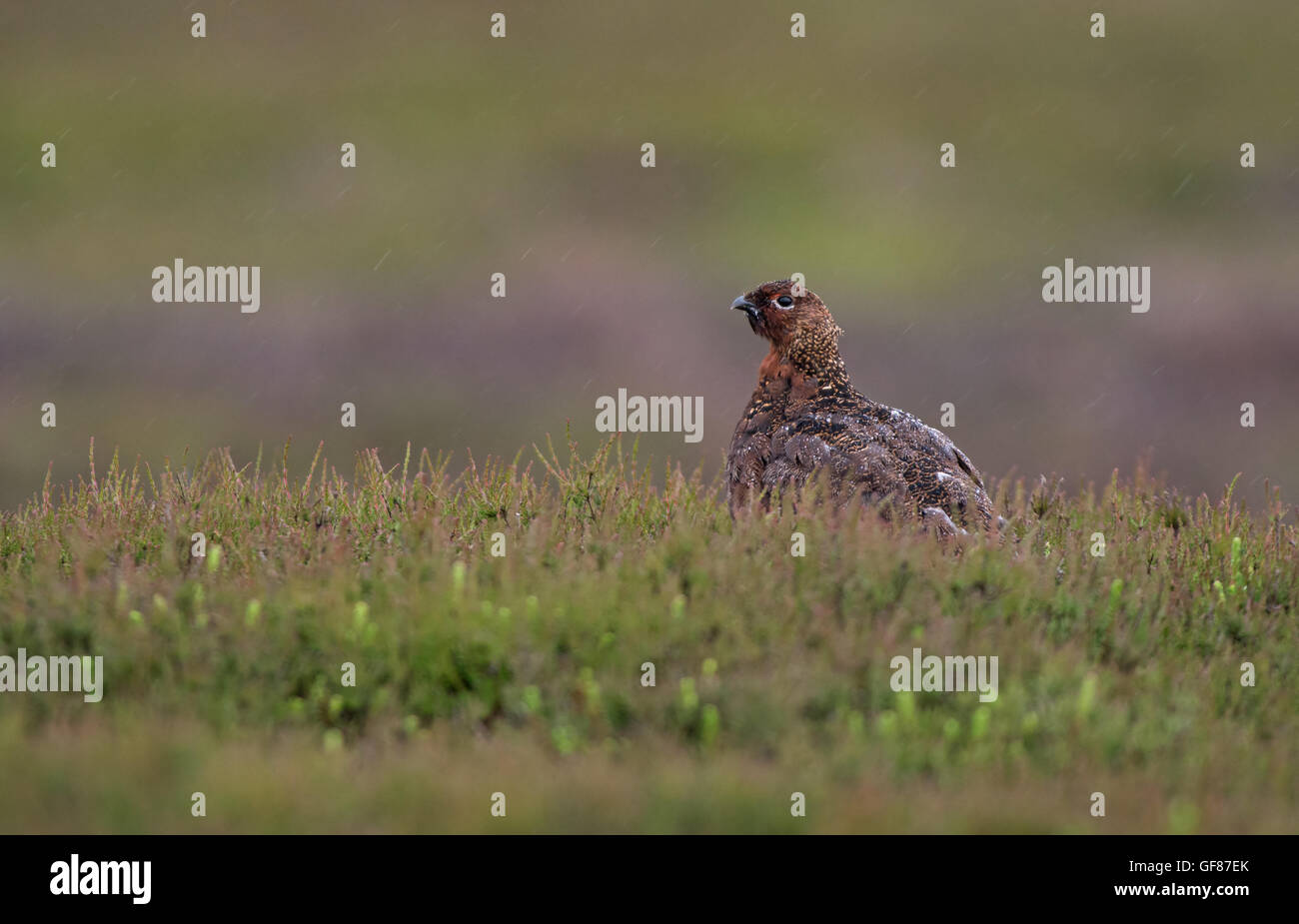 Red grouse female uk hi-res stock photography and images - Alamy