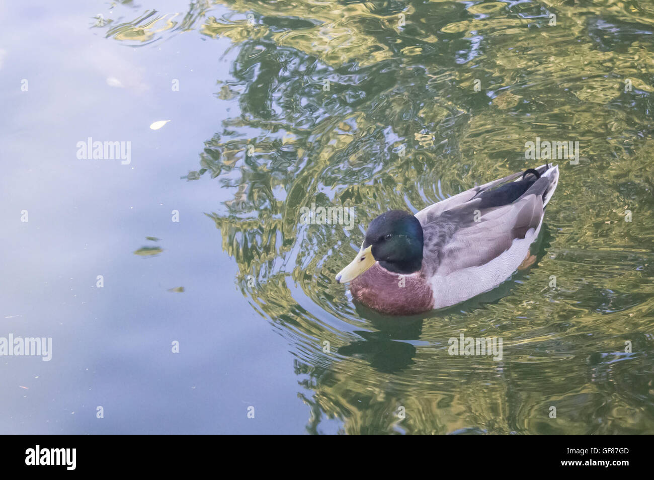 A mallard duck making its way through the waters of Western Springs ...
