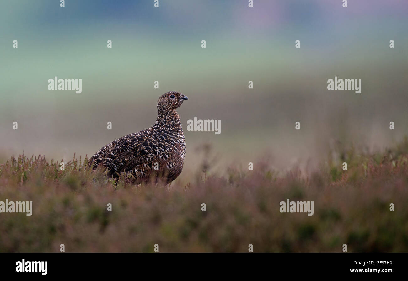 Red grouse male and female hi-res stock photography and images - Alamy