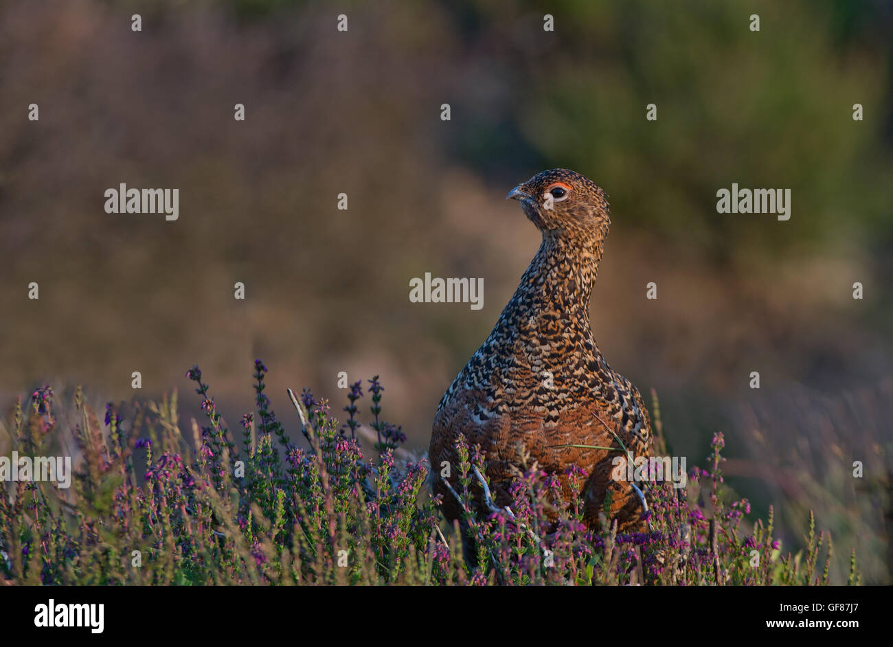 Red grouse male and female hi-res stock photography and images - Alamy