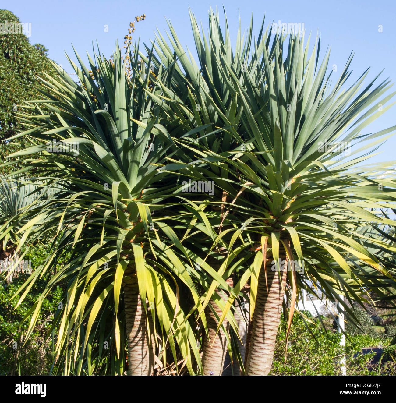 Yucca Plant New Yucca Plant : R/plantclinic