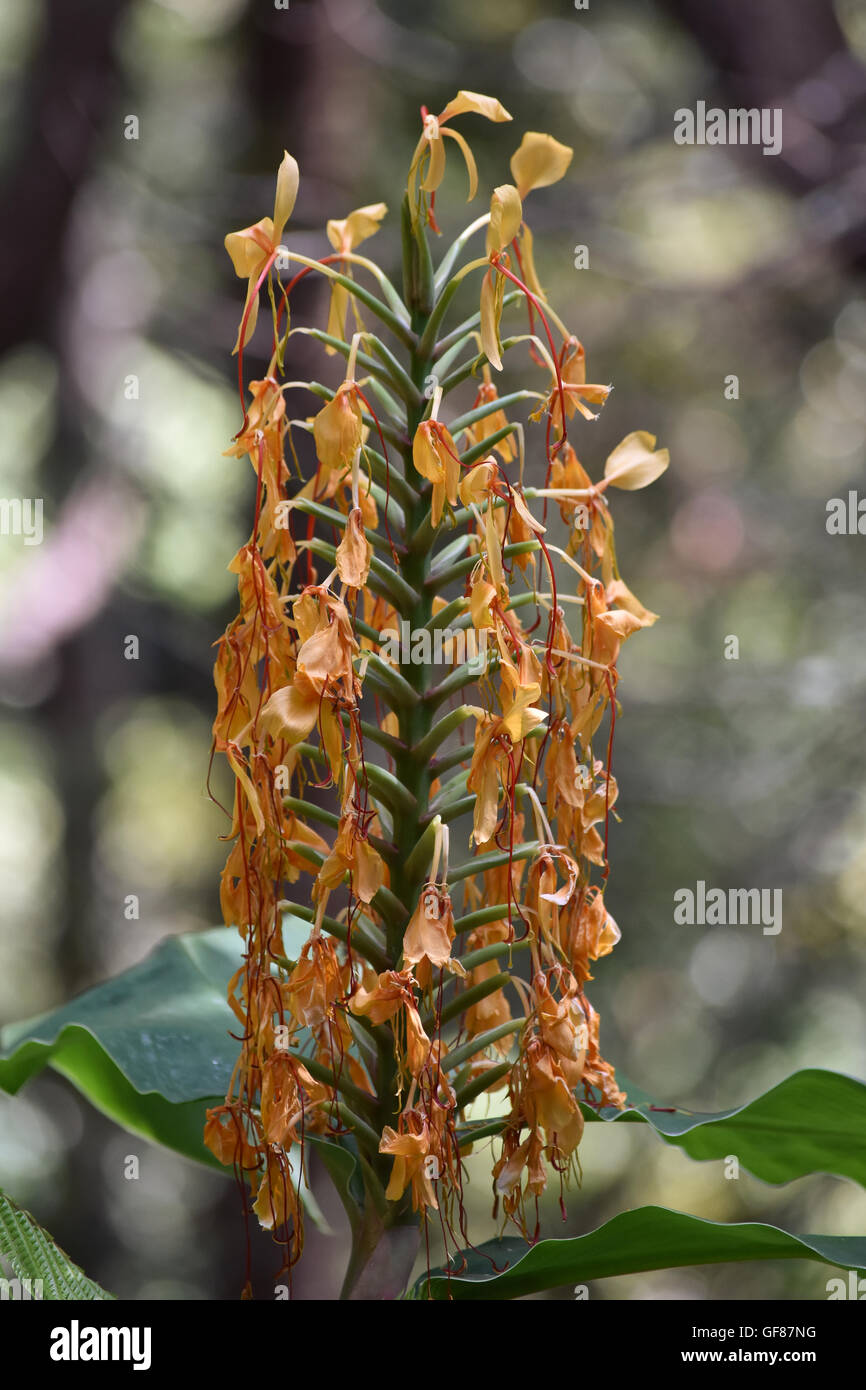 Rotting petals hi-res stock photography and images - Alamy
