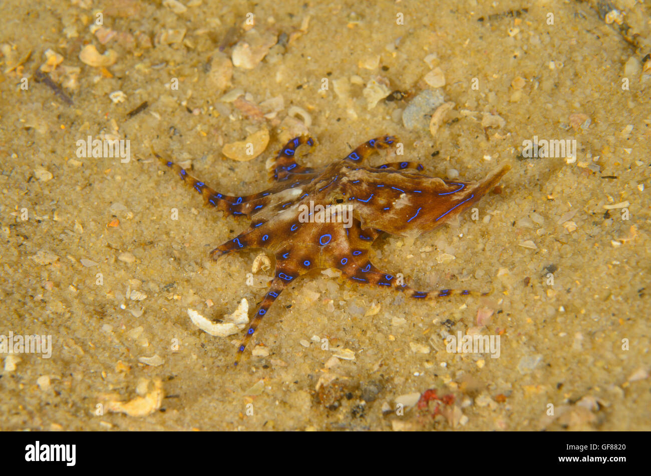 Blue-lined octopus, Hapalochlaena fasciata at Camp Cove, Watsons Bay ...