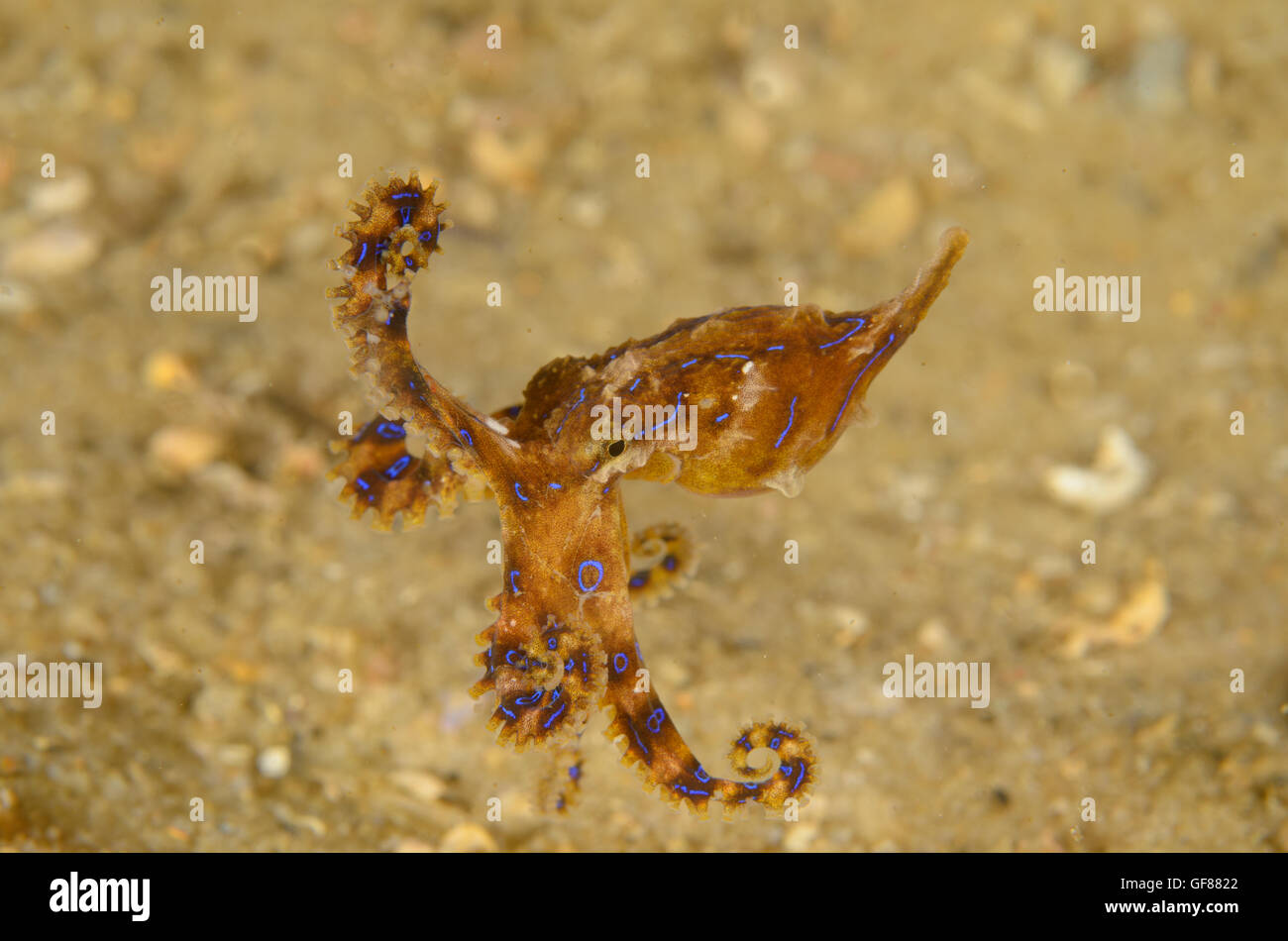 Blue-lined octopus, Hapalochlaena fasciata at Camp Cove, Watsons Bay, New South Wales, Australia ...