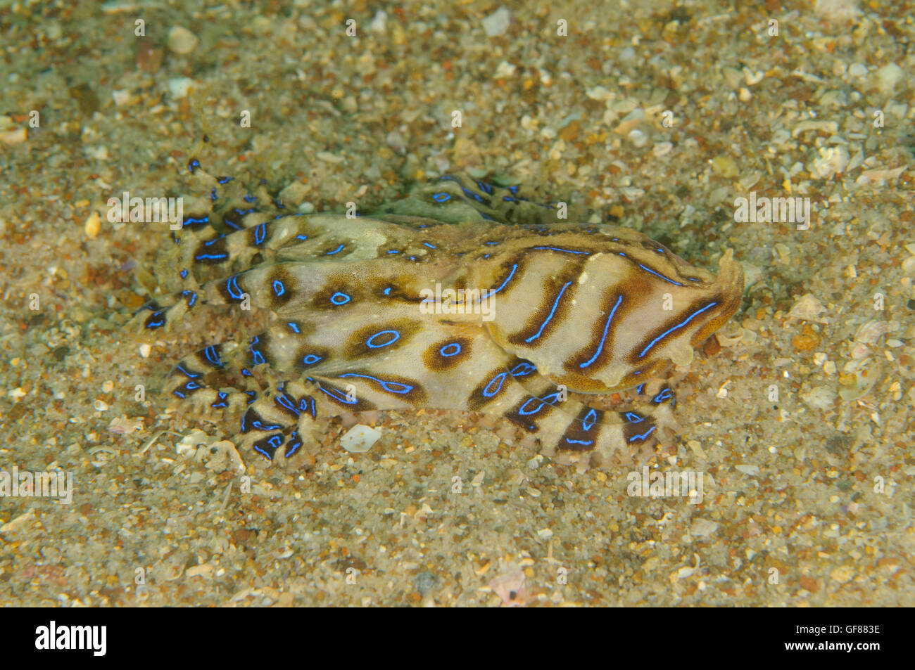 Blue-lined octopus, Hapalochlaena fasciata at Pipeline, Nelson Bay, New South Wales, Australia ...