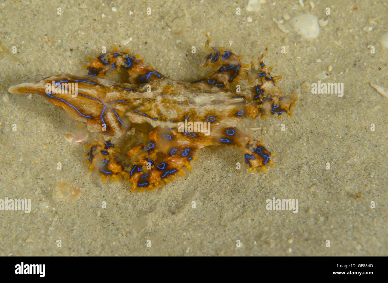 Blue-lined octopus, Hapalochlaena fasciata at Silver Beach Baths ...