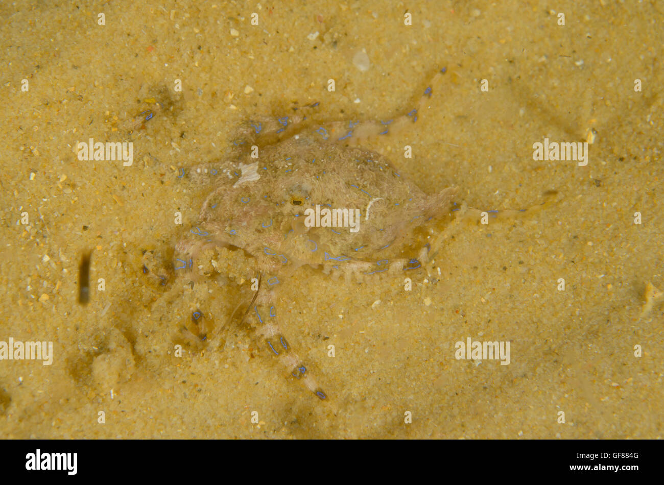 Blue-lined octopus, Hapalochlaena fasciata at Camp Cove, Watsons Bay ...