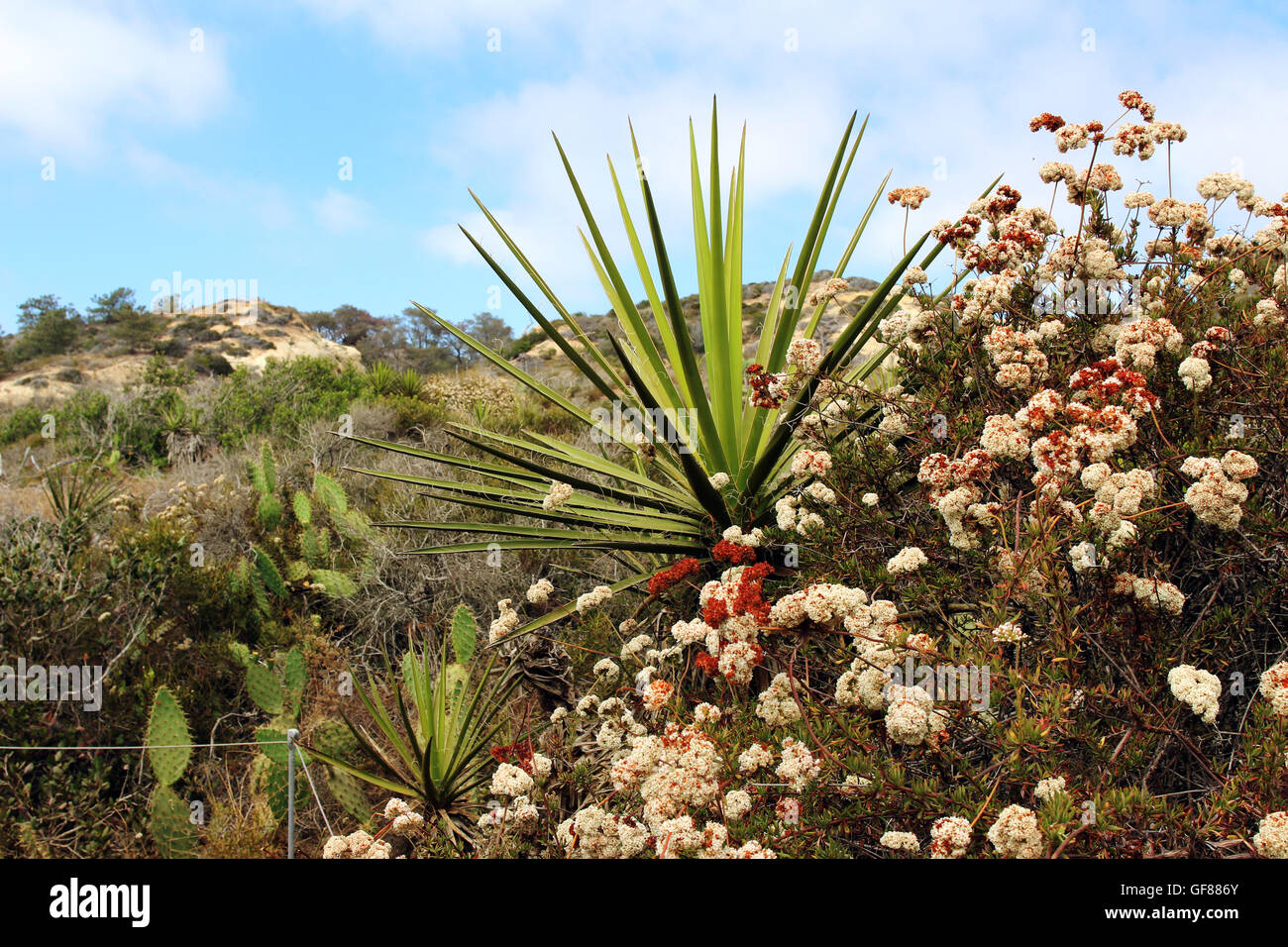 A yucca plant with other native plants Stock Photo - Alamy