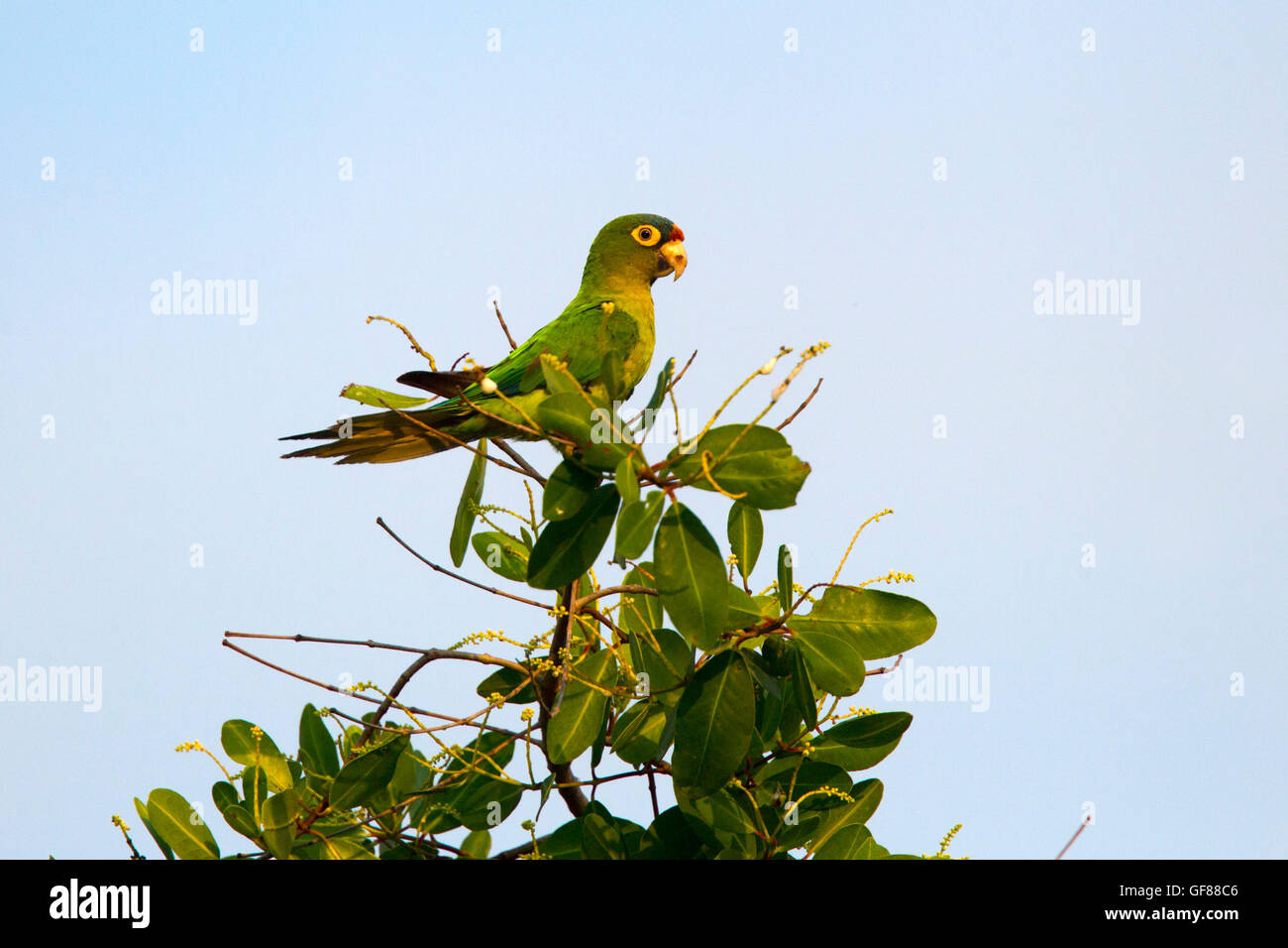 Orange fronted Parakeet Aratinga canicularis San Blas, Nayarit, Mexico ...
