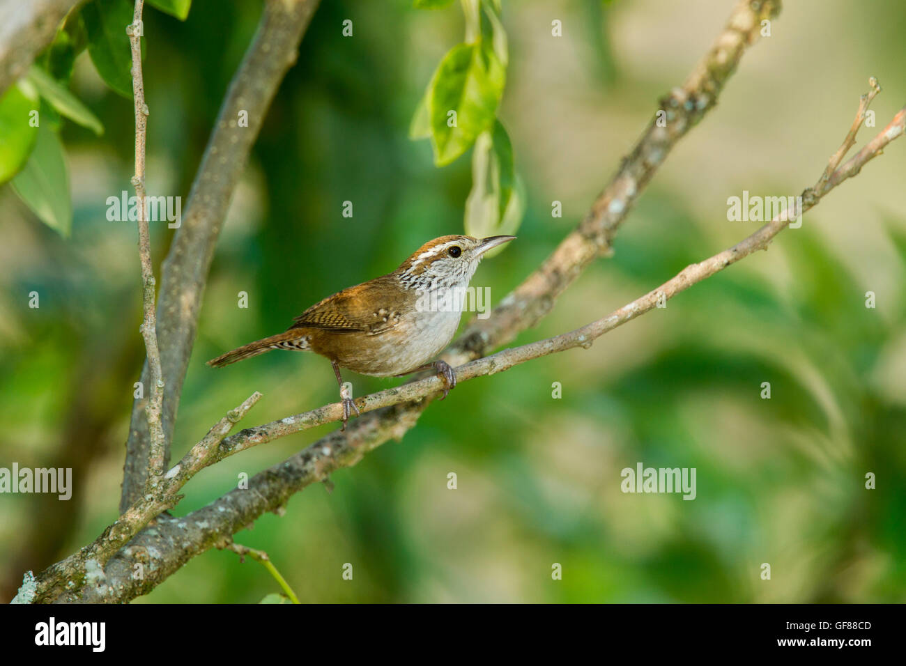 Sinaloa Wren Thryothorus sinaloa El Tuito, Jalisco, Mexico 9 June Adult ...