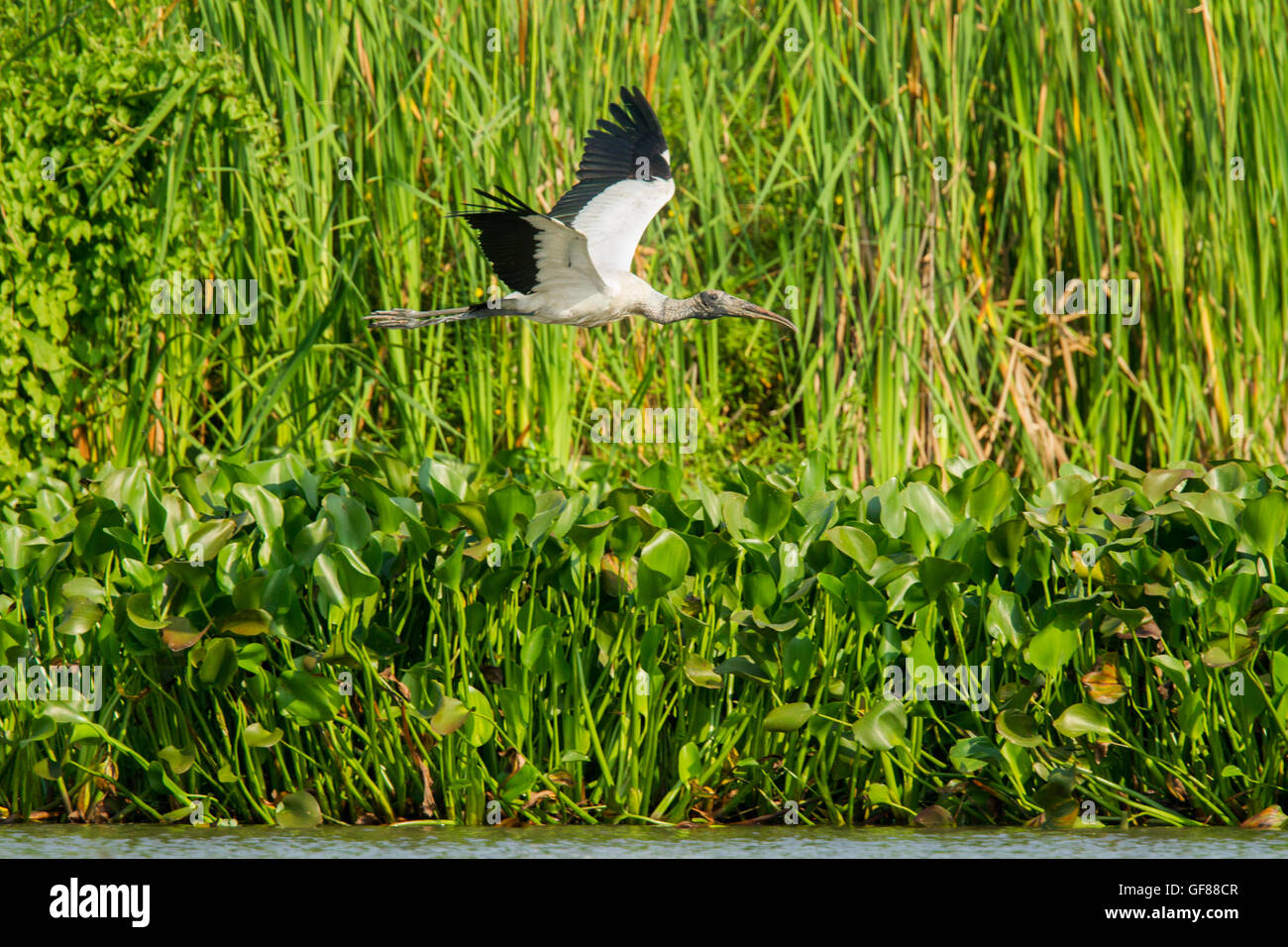 Wood Stork Mycteria americana San Blas, Nayarit, Mexico 7 June Adult in ...