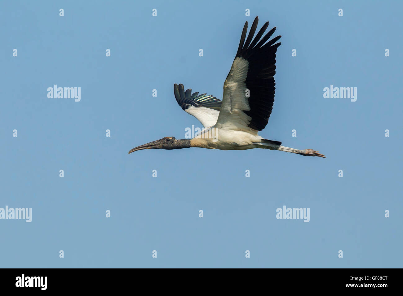 Adult wood stork in flight hi-res stock photography and images - Alamy