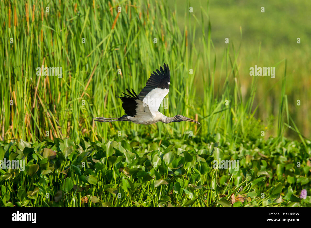 Wood Stork Mycteria americana San Blas, Nayarit, Mexico 7 June Adult in ...
