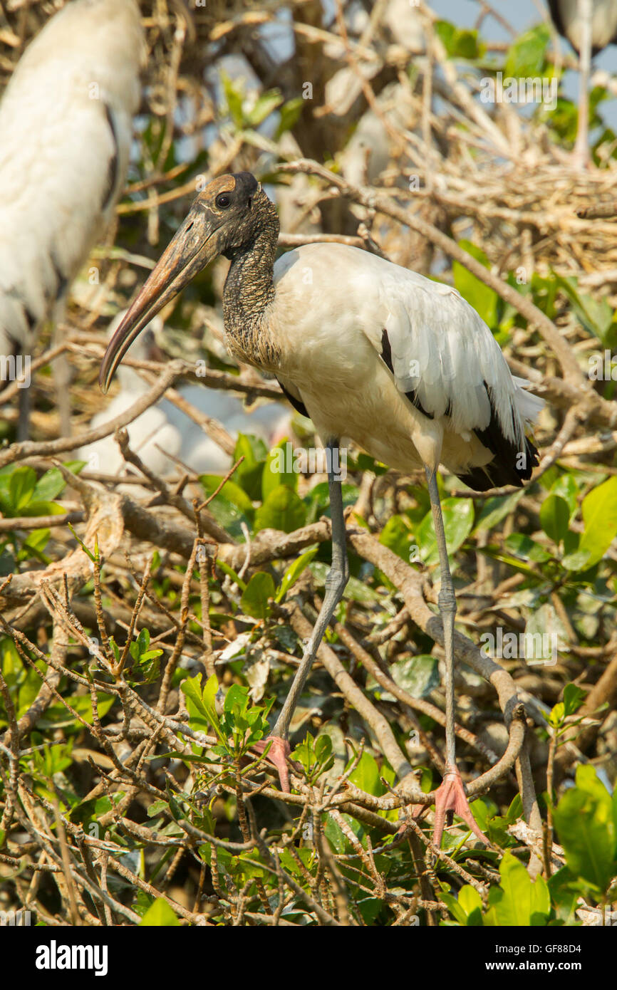 His stork hi-res stock photography and images - Alamy