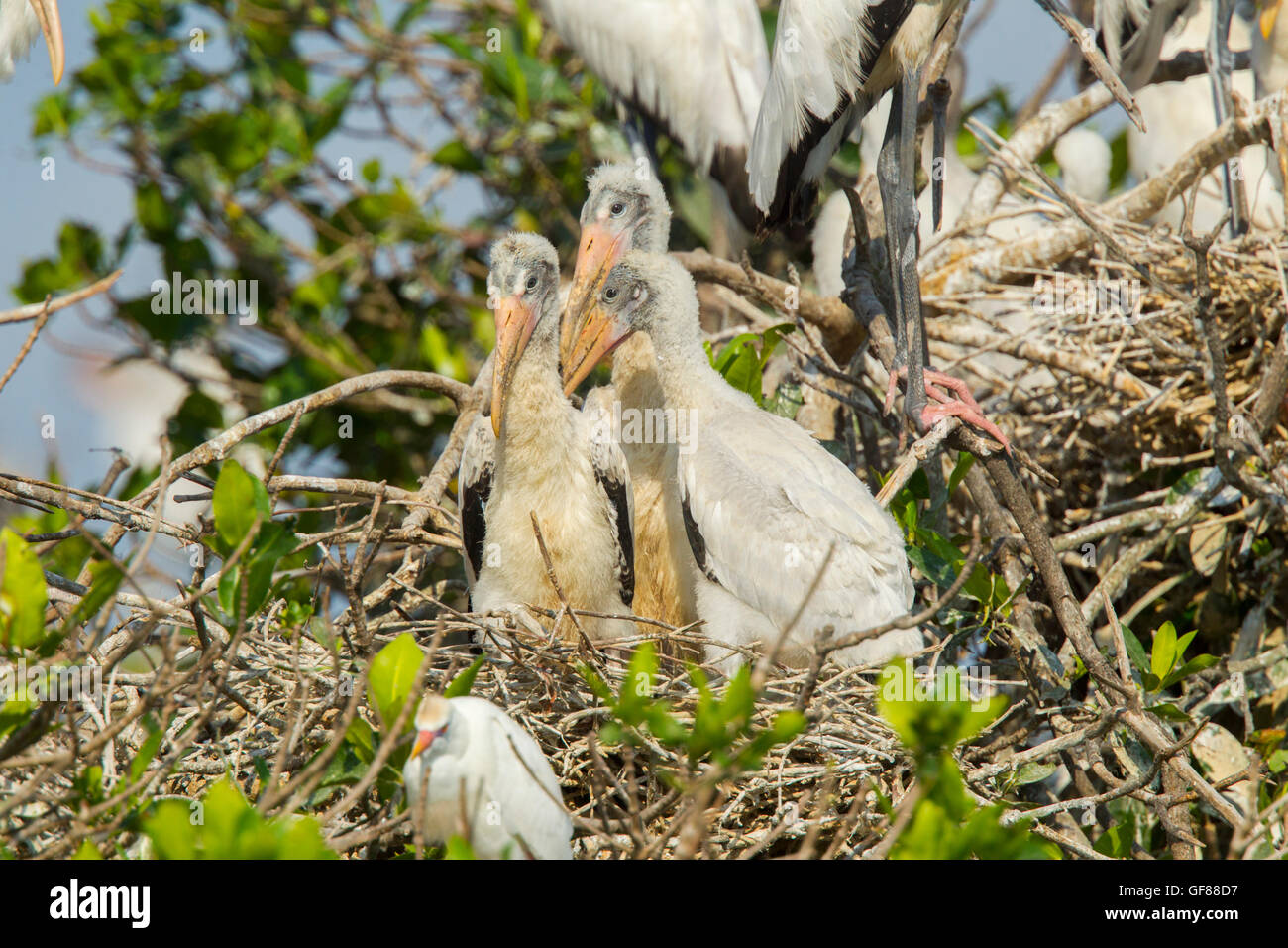 Wood Stork Mycteria americana San Blas, Nayarit, Mexico 7 June ...