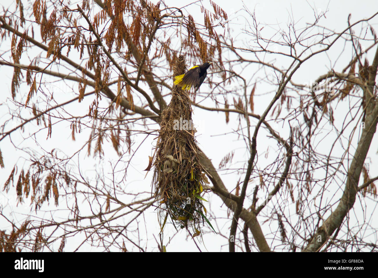Yellow-winged Cacique Cacicus melanicterus La Bajada, Nayarit, Mexico 8 ...
