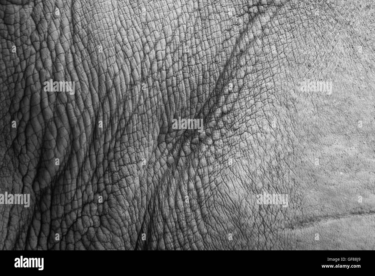 Rhino Skin Texture