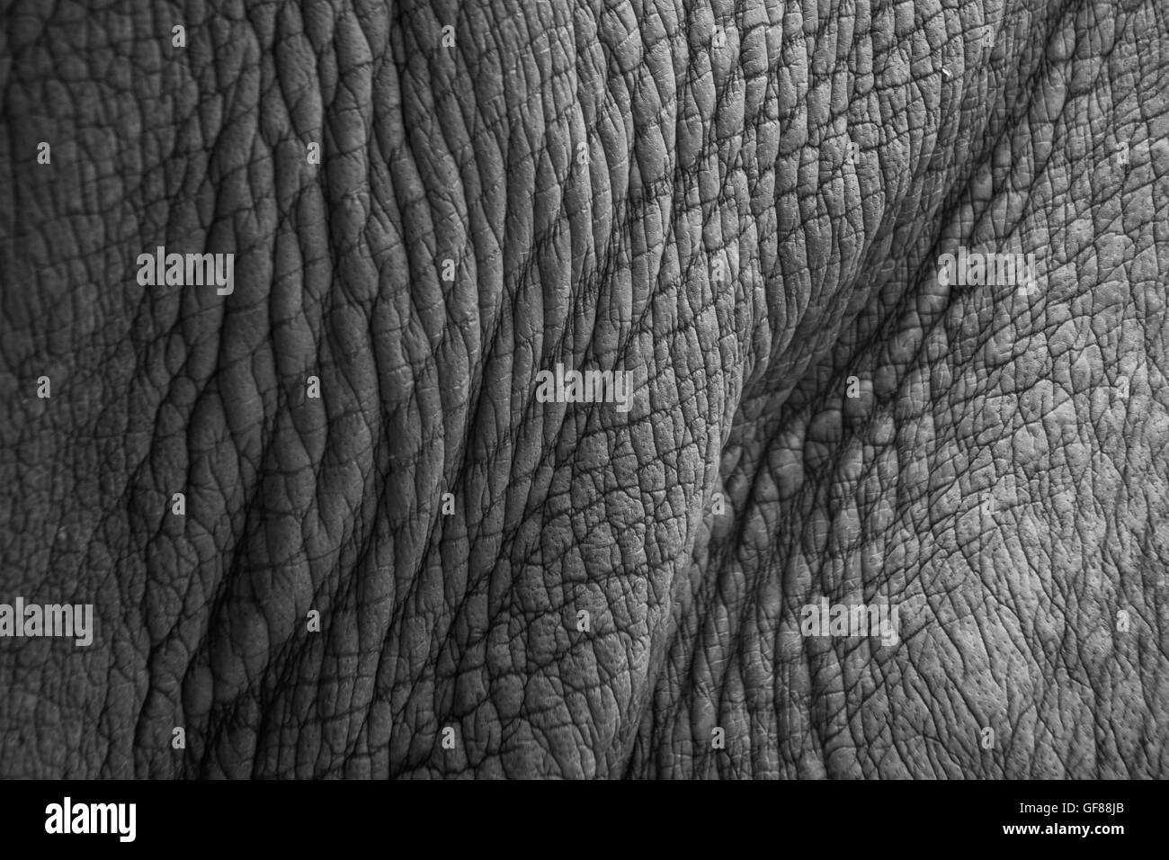 Rhino (white rhinoceros) skin texture Stock Photo - Alamy