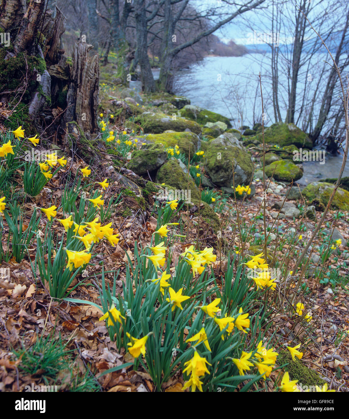 William wordsworth daffodils hi-res stock photography and images - Alamy