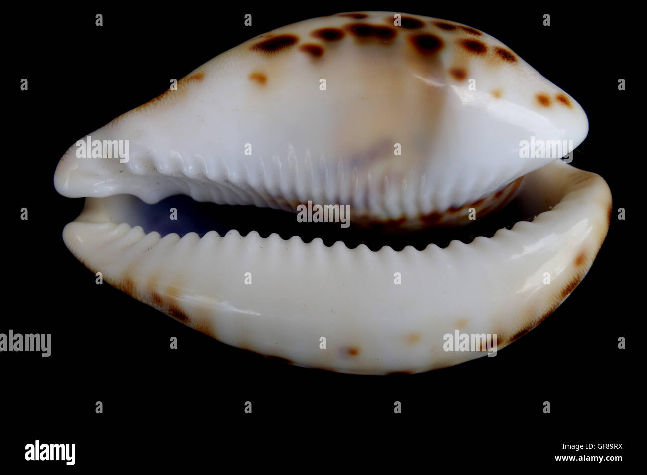 Tiger cowry shell hi-res stock photography and images - Alamy