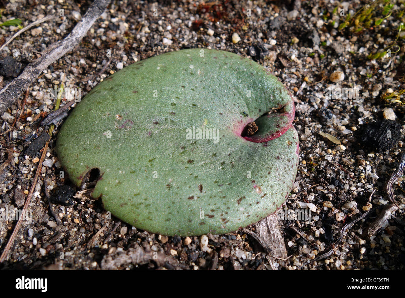 First leaf of Red Fire Orchid (Pyrorchis nigricans), Darling Scarp near ...