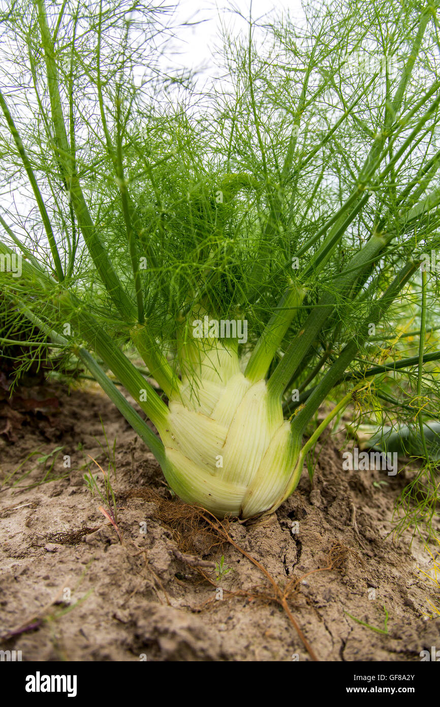 Fennel bulb growing hi-res stock photography and images - Alamy