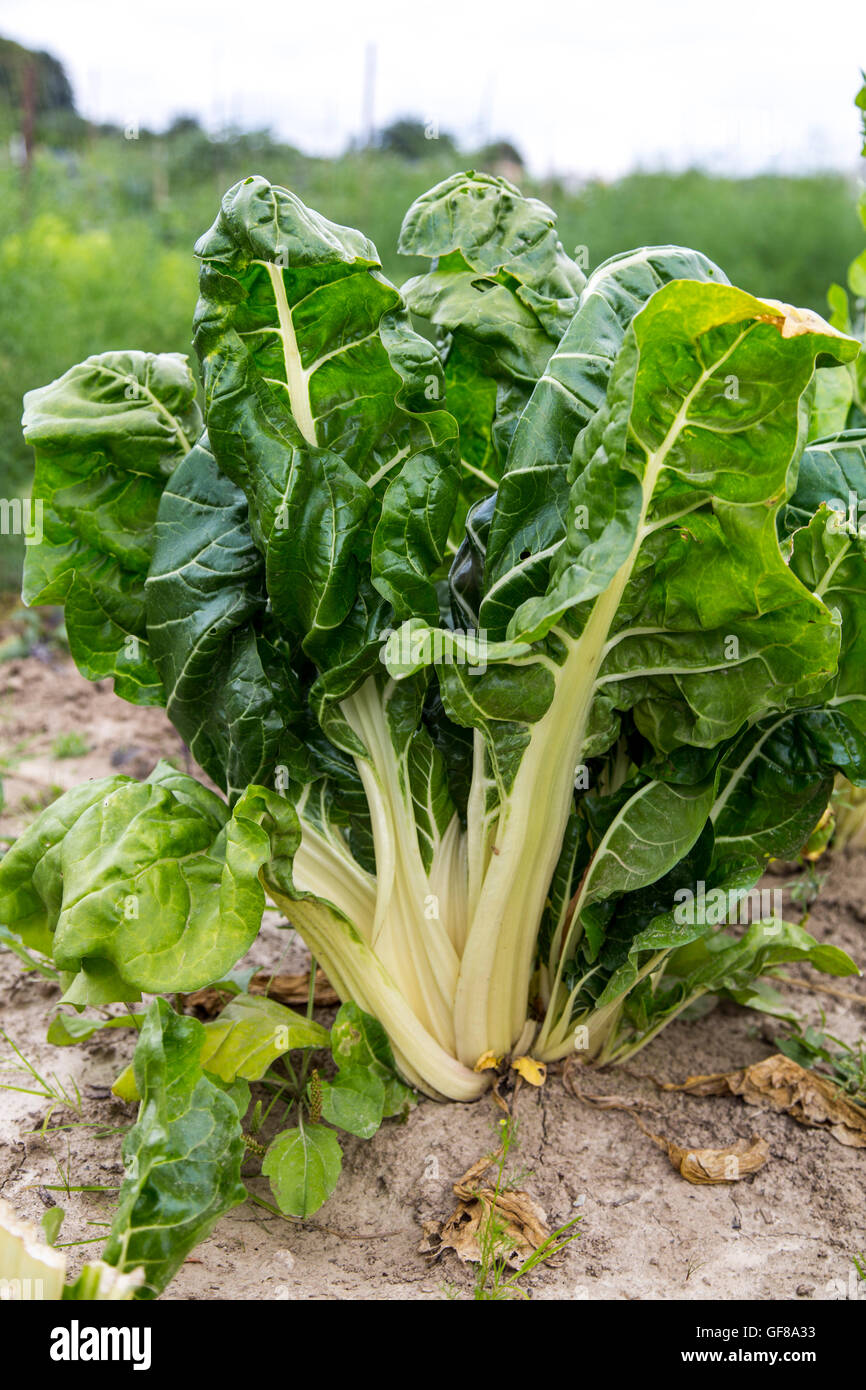 Beta vulgaris subsp vulgaris hi-res stock photography and images - Alamy
