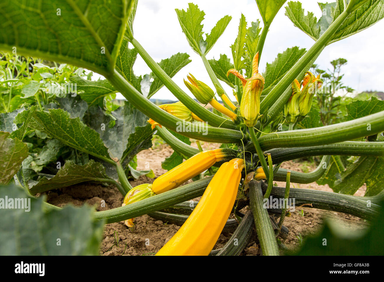 Kitchen garden, allotment, vegetables, yellow squash, Cucurbita pepo ...