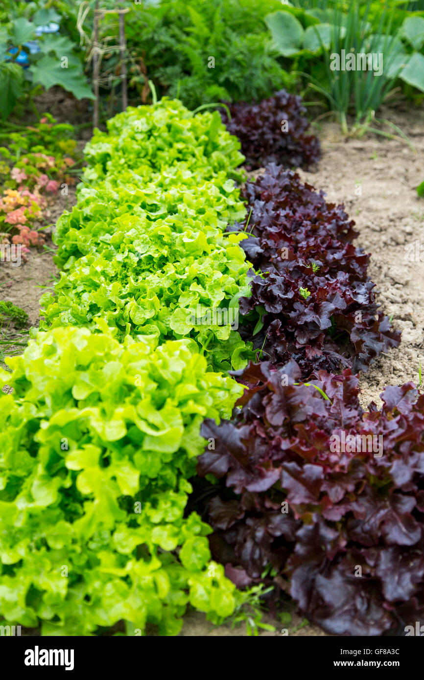 Blattsalat hi-res stock photography and images - Alamy
