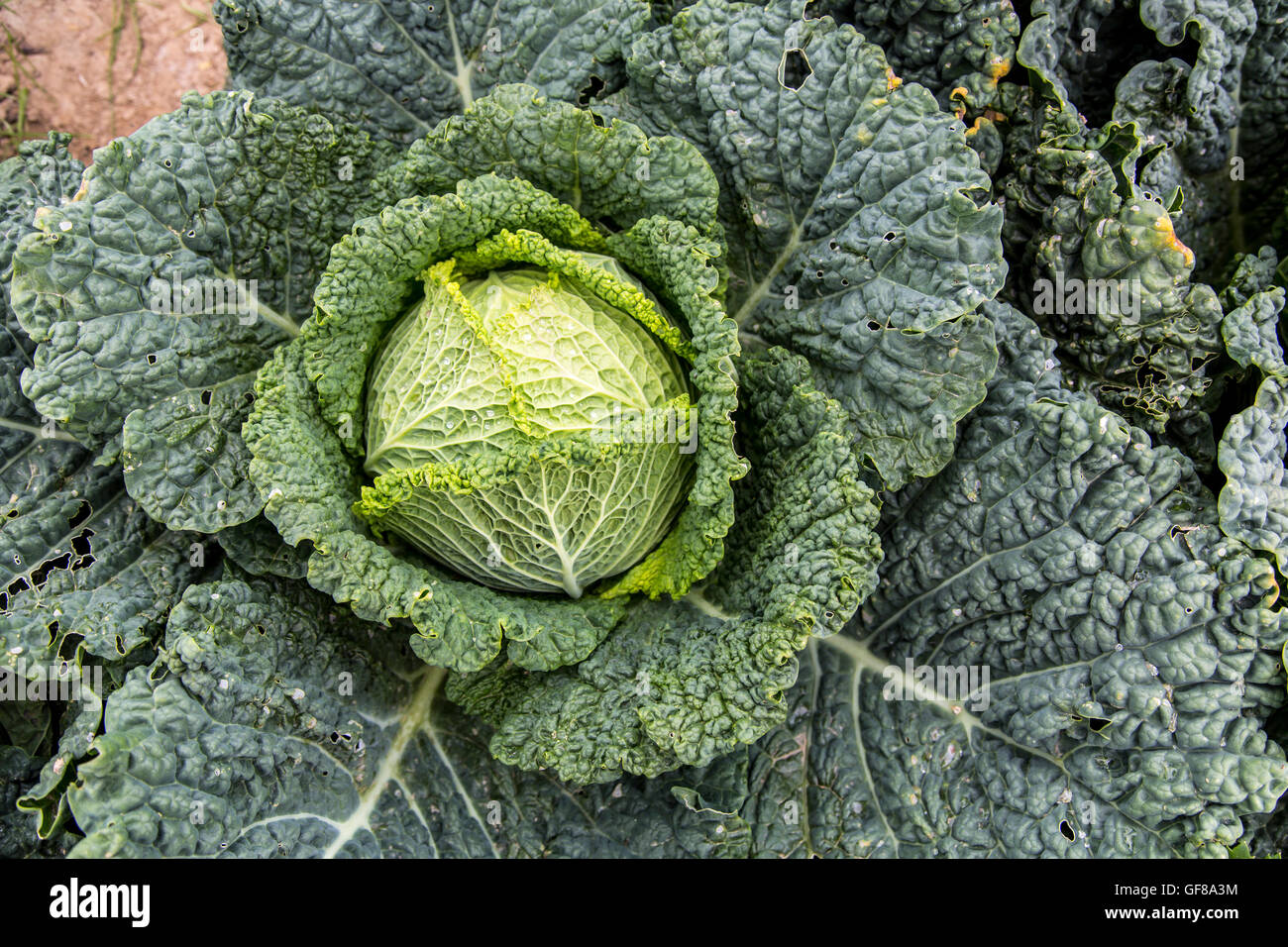 Wirsing cabbage hi-res stock photography and images - Alamy