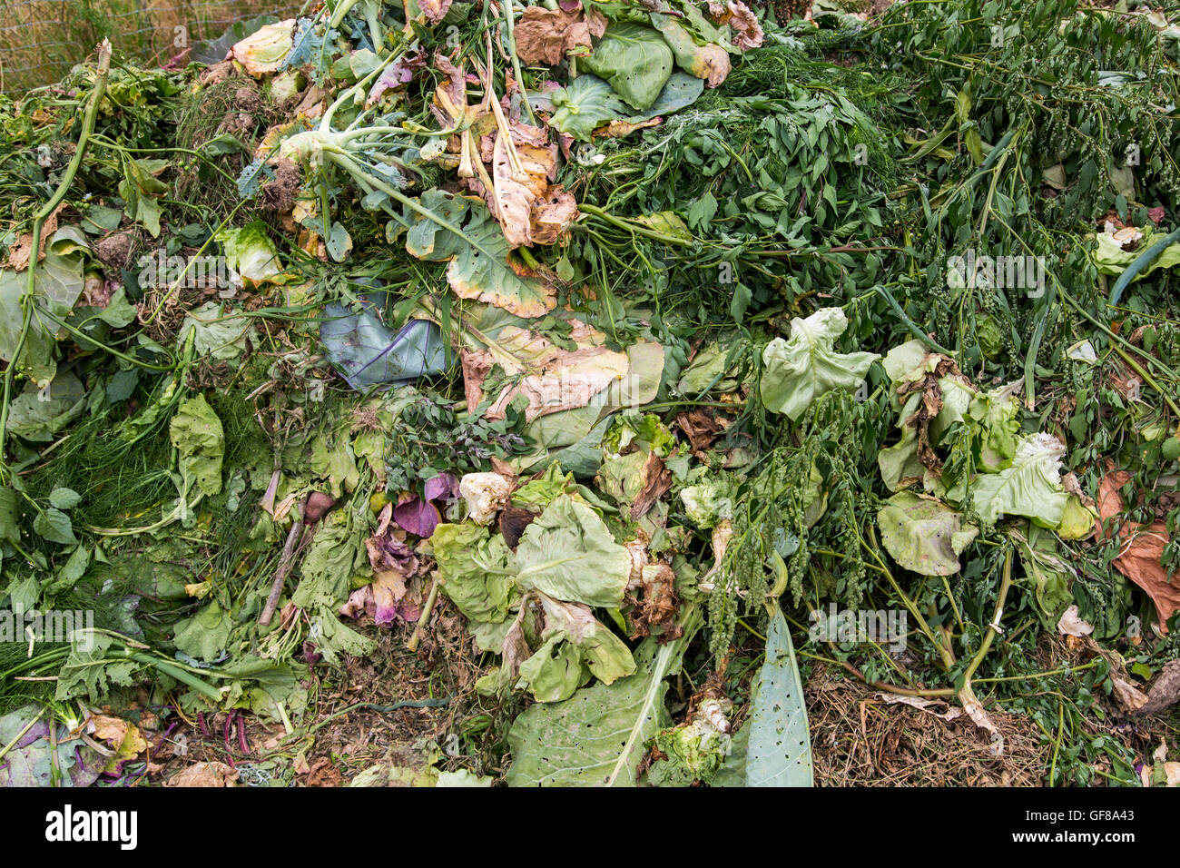 Plant residues rot hi-res stock photography and images - Alamy