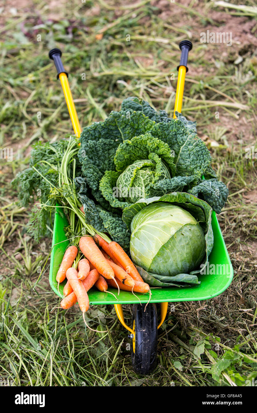 Wheelbarrow, pushcart, for kids, with different vegetables, carrots ...