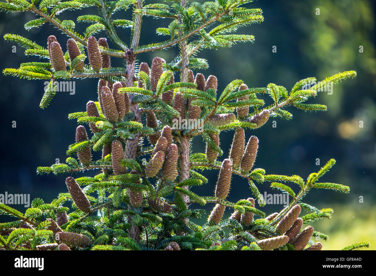 Pine cones grow at the top of a Nordmann fir, Abies NORDMANNIANA Stock ...