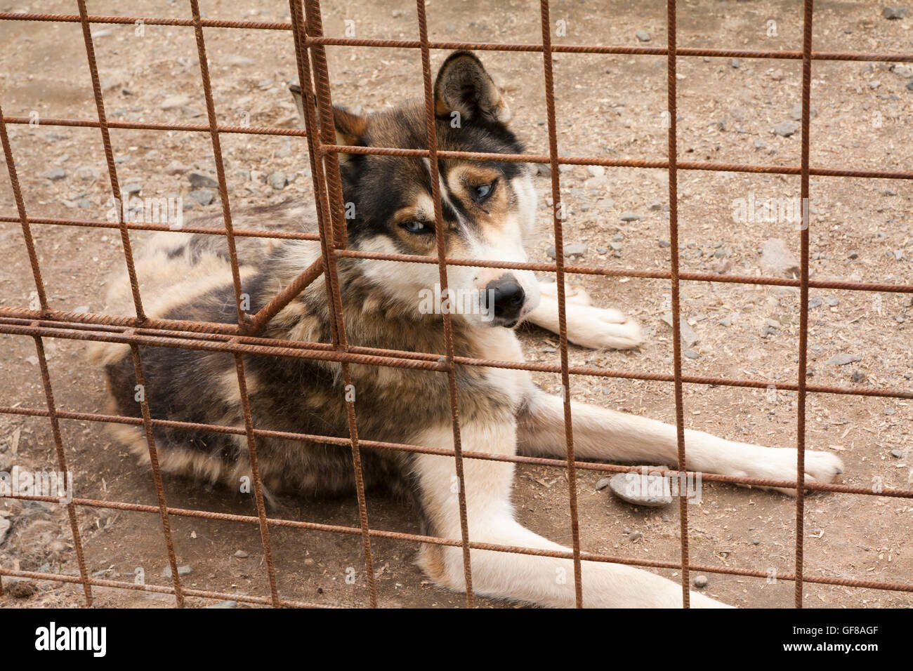 Husky dog farm in Rovaniemi Finland. Lapland Stock Photo - Alamy