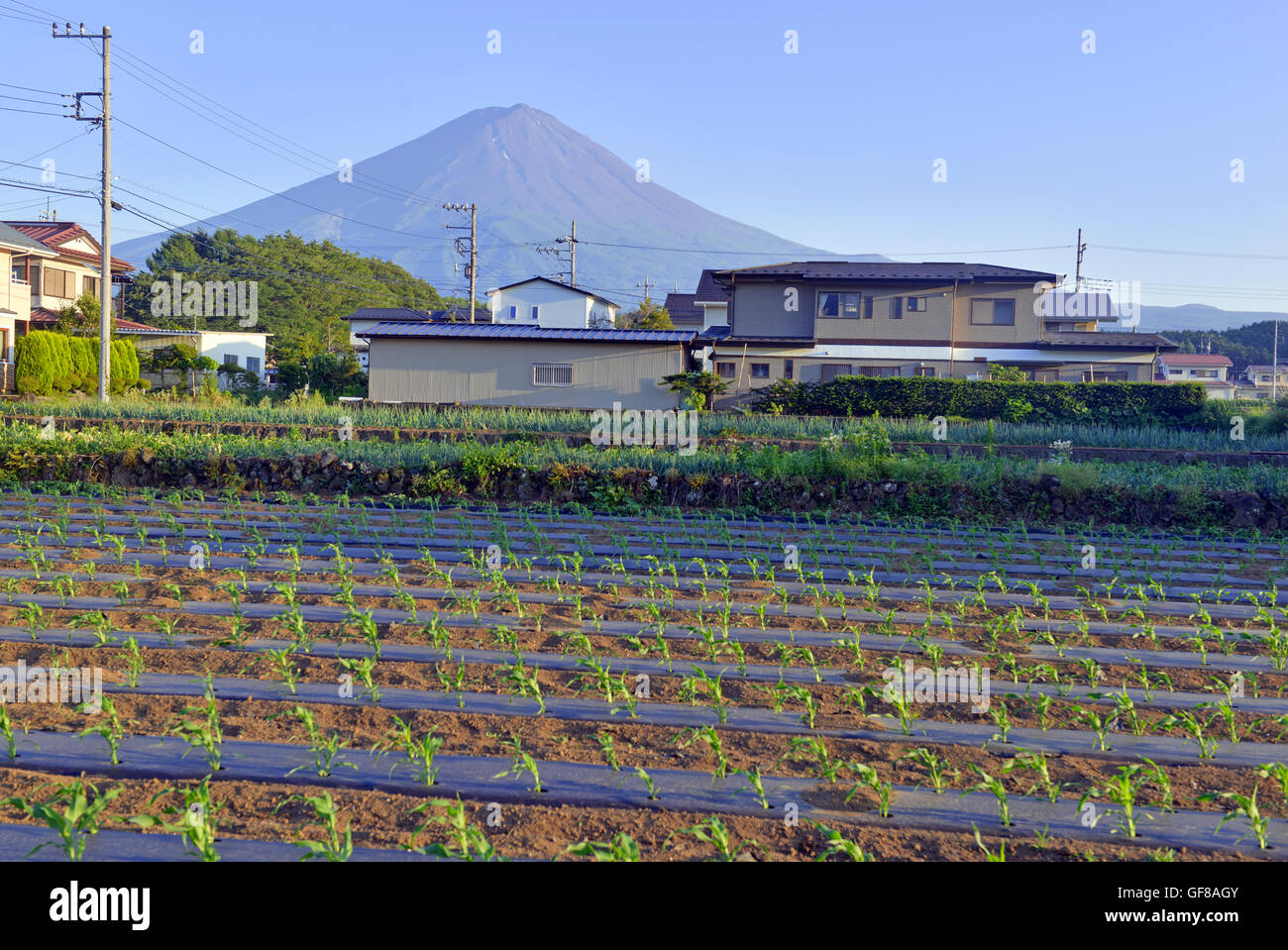 Mount Fuji volcano, Japan Stock Photo - Alamy