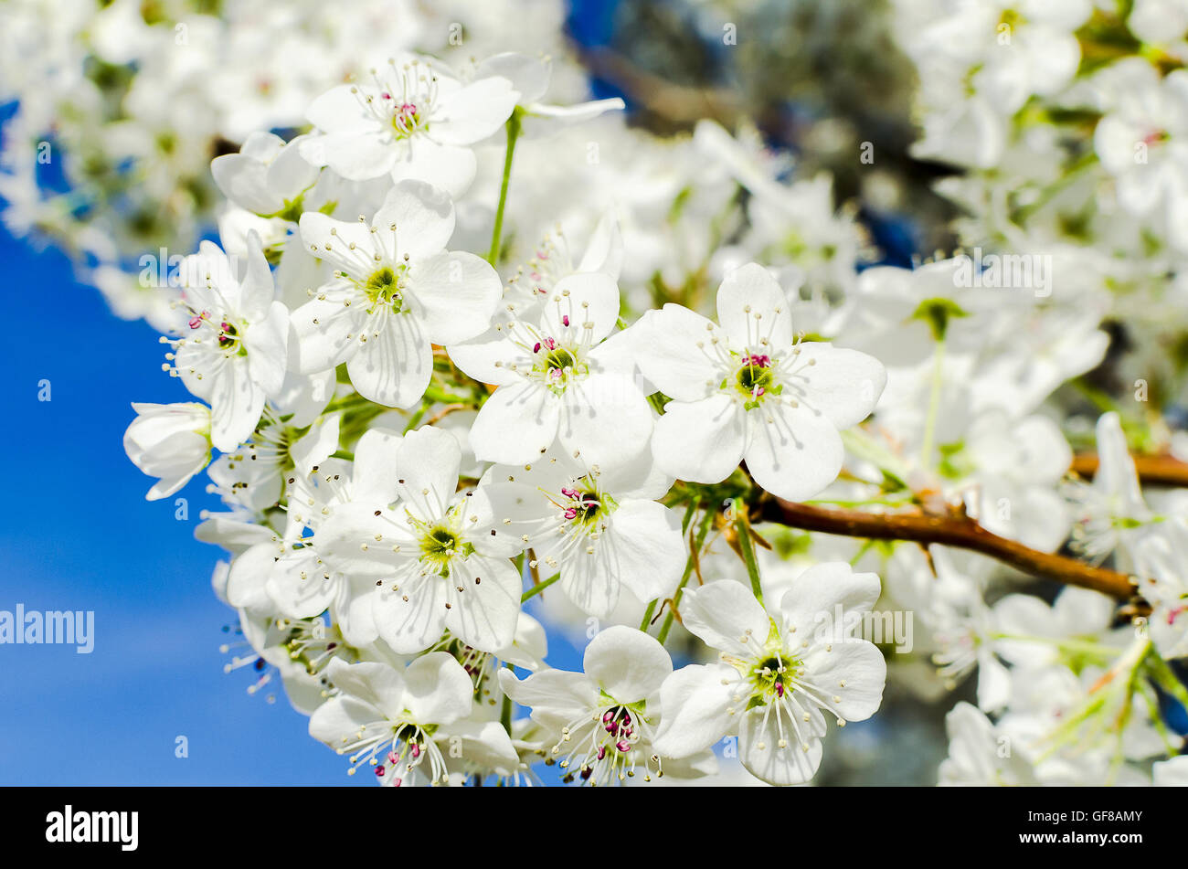 Ephemeral flowers hi-res stock photography and images - Alamy