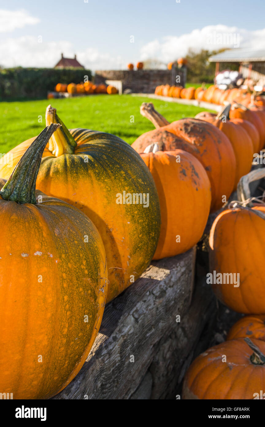 Pumpkins for sale at a North Yorkshire Farm Stock Photo - Alamy