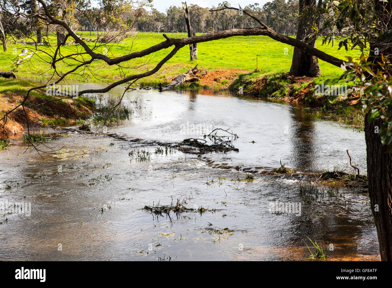 Southwest Forests in West Australia. Mixed Trees. Awesome Australia ...