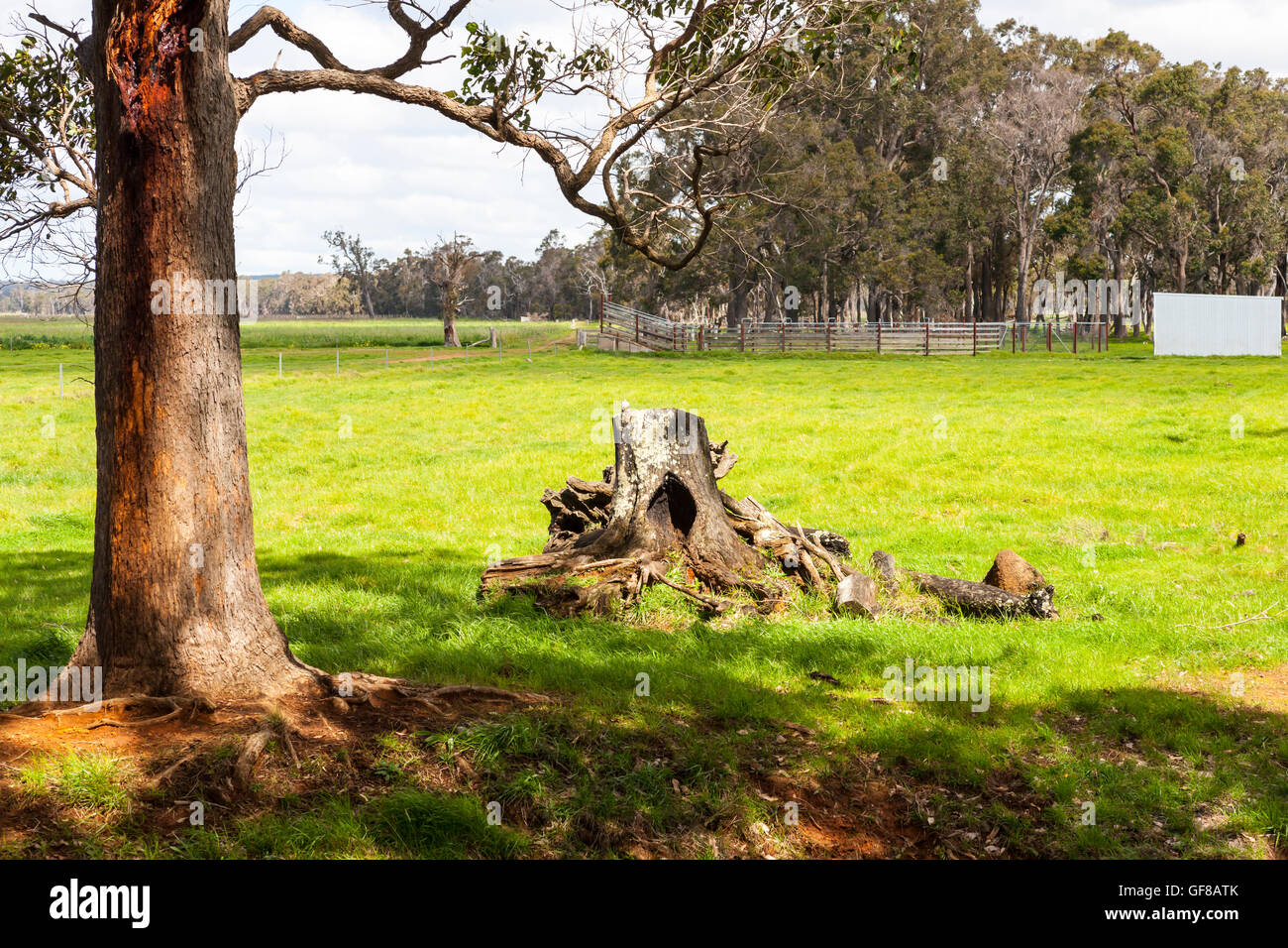 Southwest Forests in West Australia. Mixed Trees. Awesome Australia ...