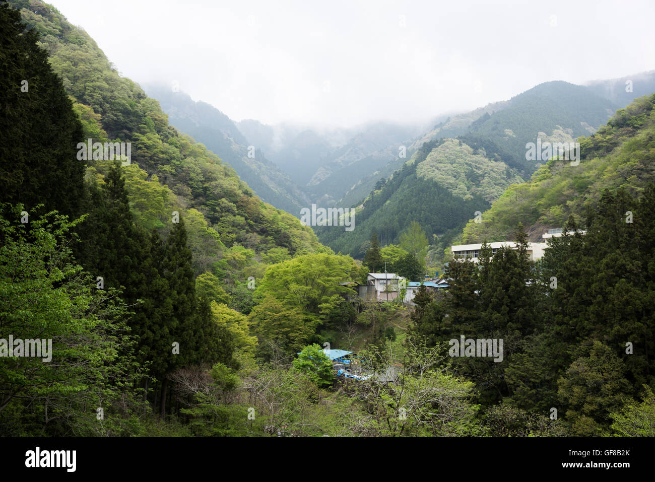 Hinohara forest hi-res stock photography and images - Alamy