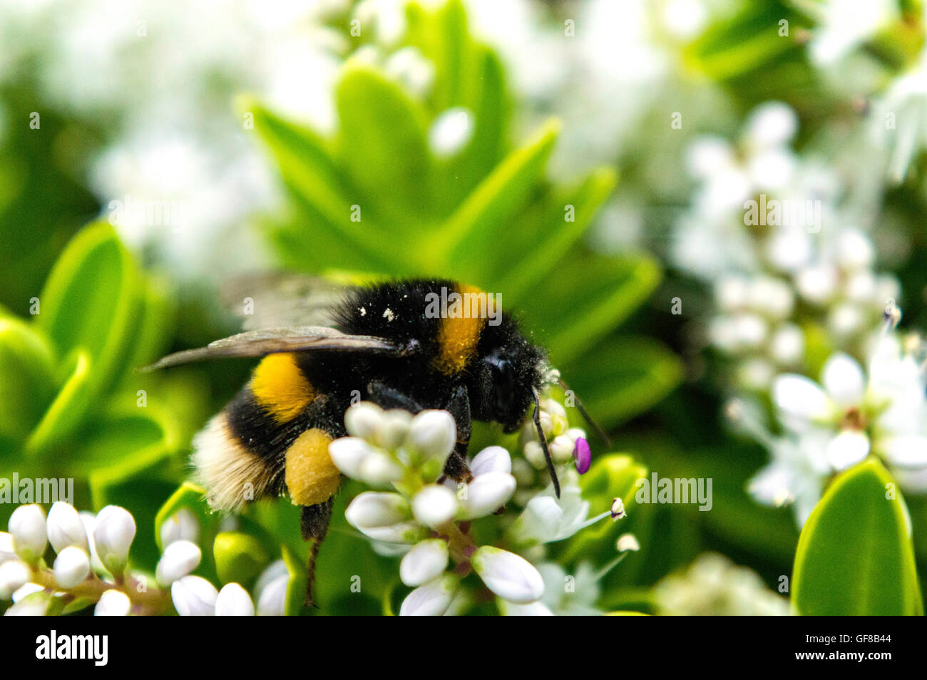 BumbleBee collecting pollen Stock Photo - Alamy