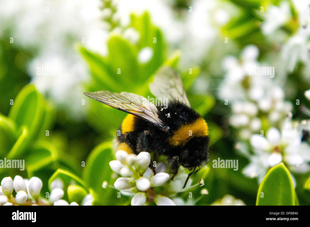 BumbleBee collecting pollen Stock Photo - Alamy