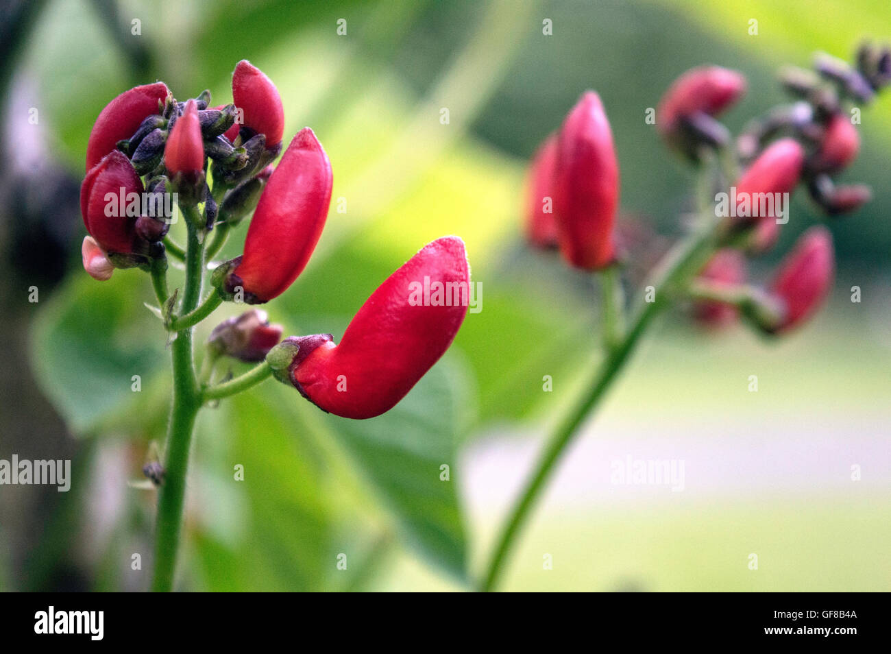 Macro image pepper hi-res stock photography and images - Alamy
