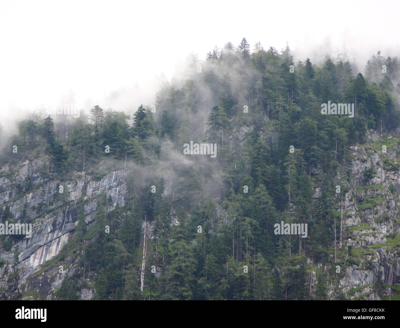 Thick Forest Fog in Austrian Mountain Cliff Overhang after Cool ...