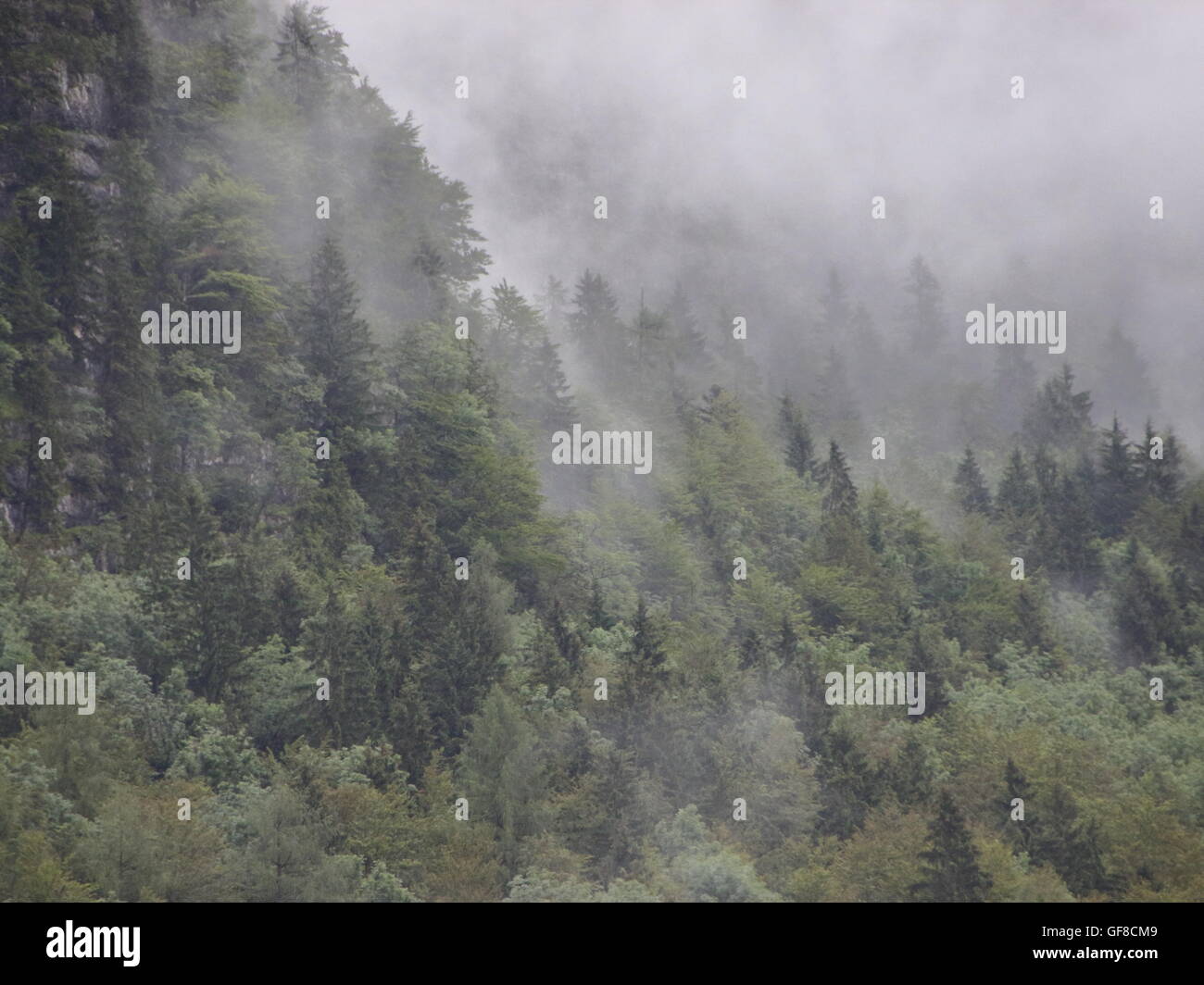 Thick Forest Fog in Austrian Mountain Cliff Overhang after Cool ...