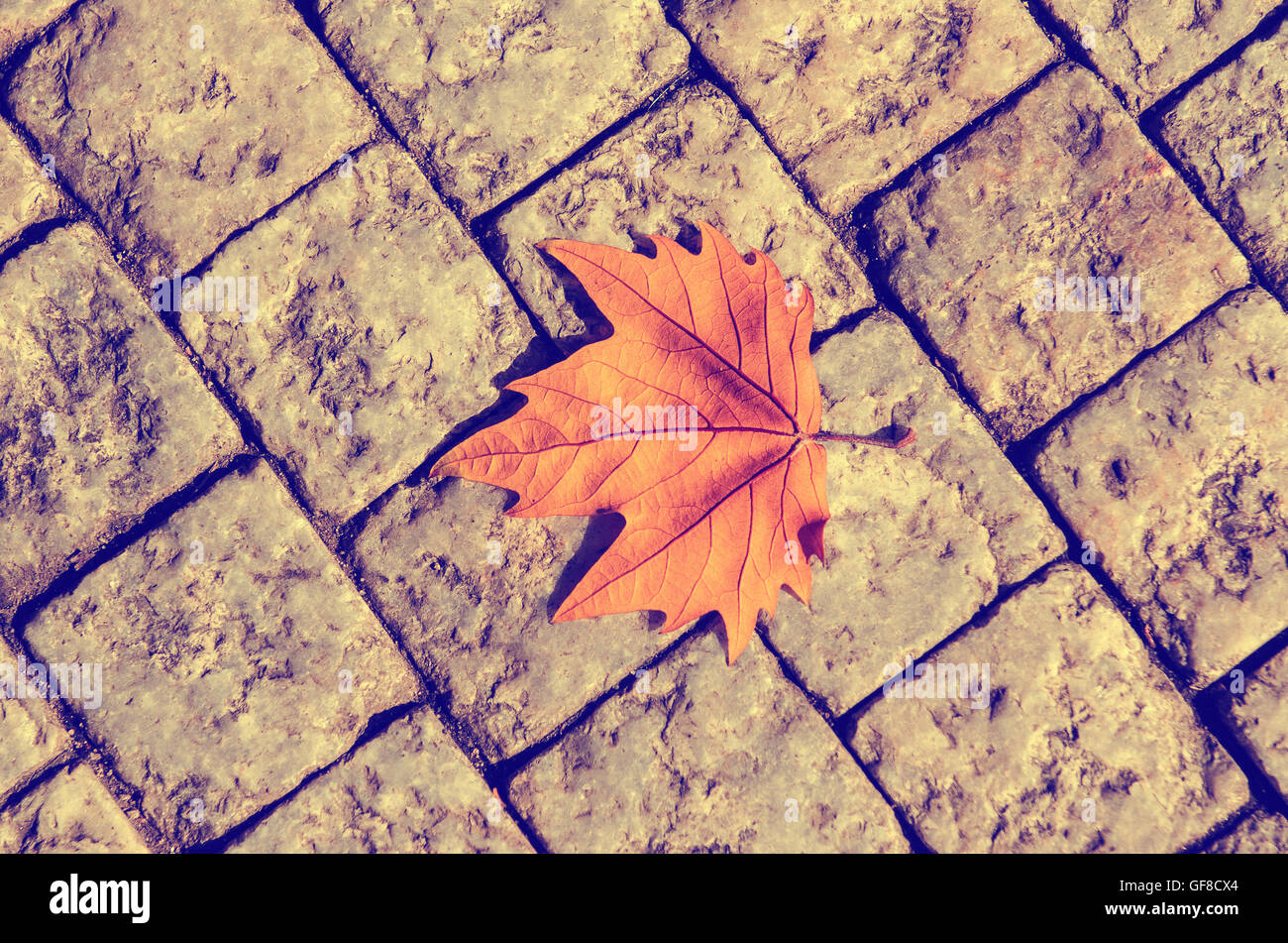Autumn leaf on the floor Stock Photo - Alamy